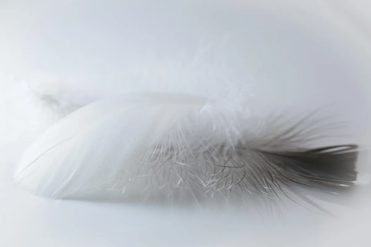 Plume blanche signification : décodez le message des anges